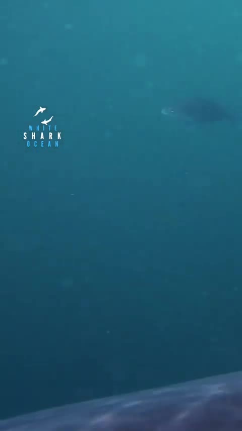 Great white shark peers into the GoPro #greatwhite