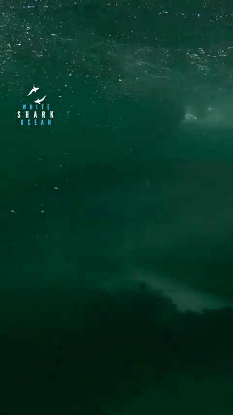 Great white shark dorsal fin carves through the water