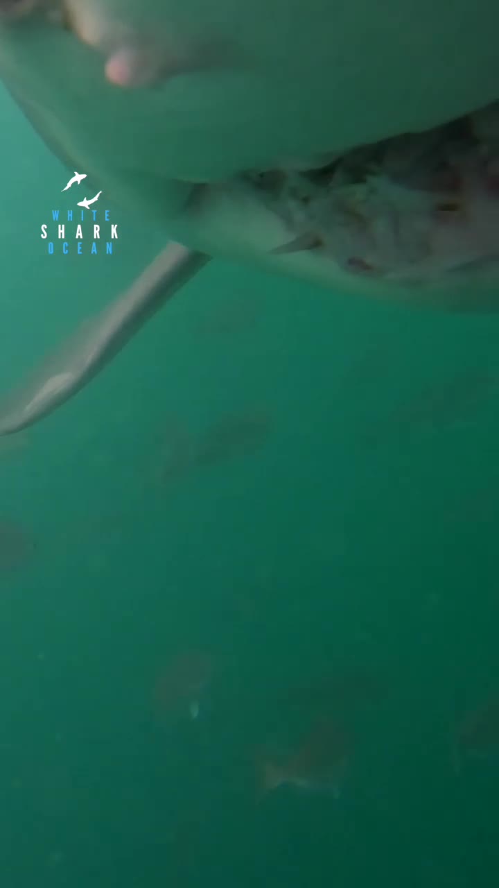 Great white nearly steals the GoPro