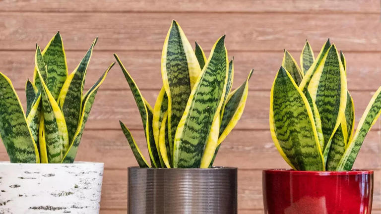 What is the best time to propagate snake plants from cutting?