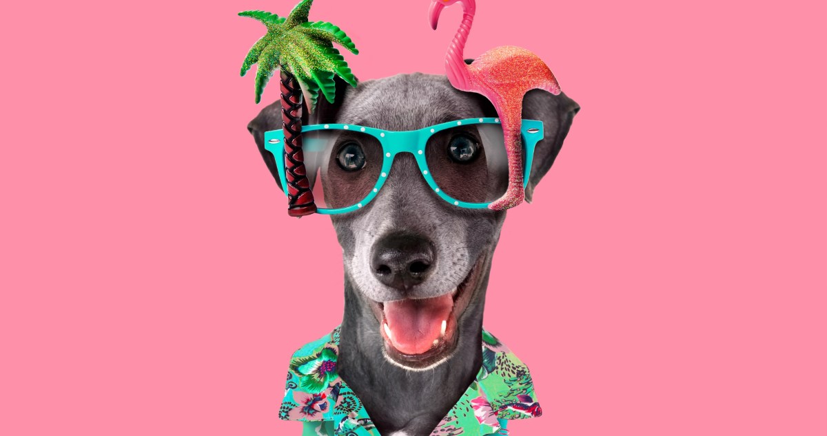 Hilarious pet camera footage shows dogs throwing a wild party