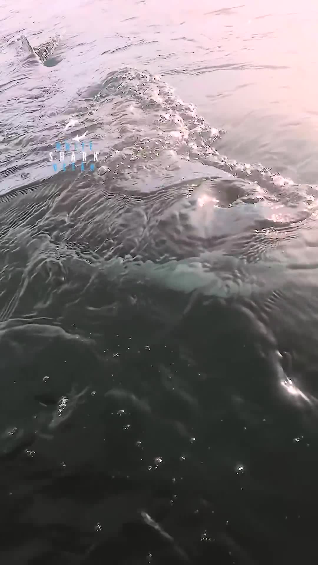 Great white shark in New Zealand pops her head up for a look