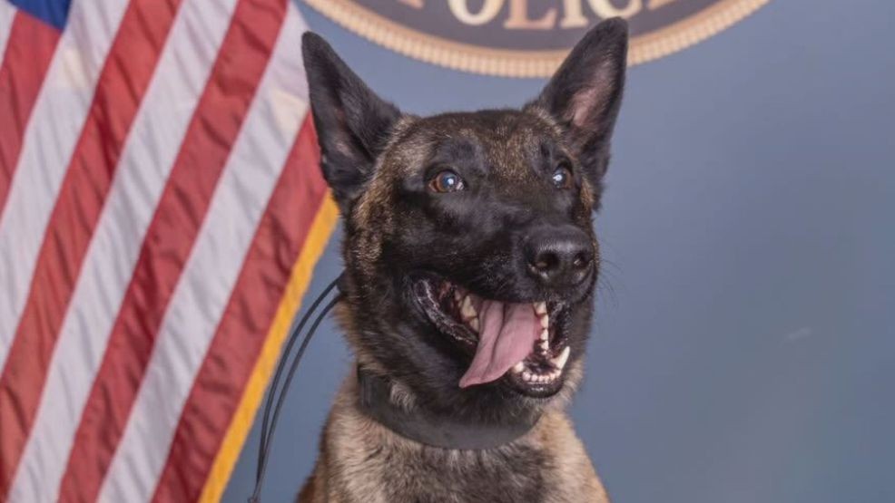 Spanish Fork K-9 returns home after falling nearly 20 feet in training ...