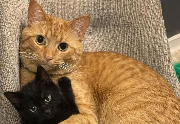 Gattina appena nata abbandonata al freddo, salvata da una gatta anziana ...