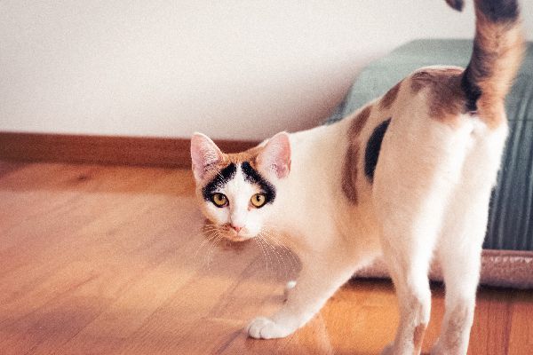 Hati-hati, inilah bahaya yang terjadi jika kucing menggigit kecoak