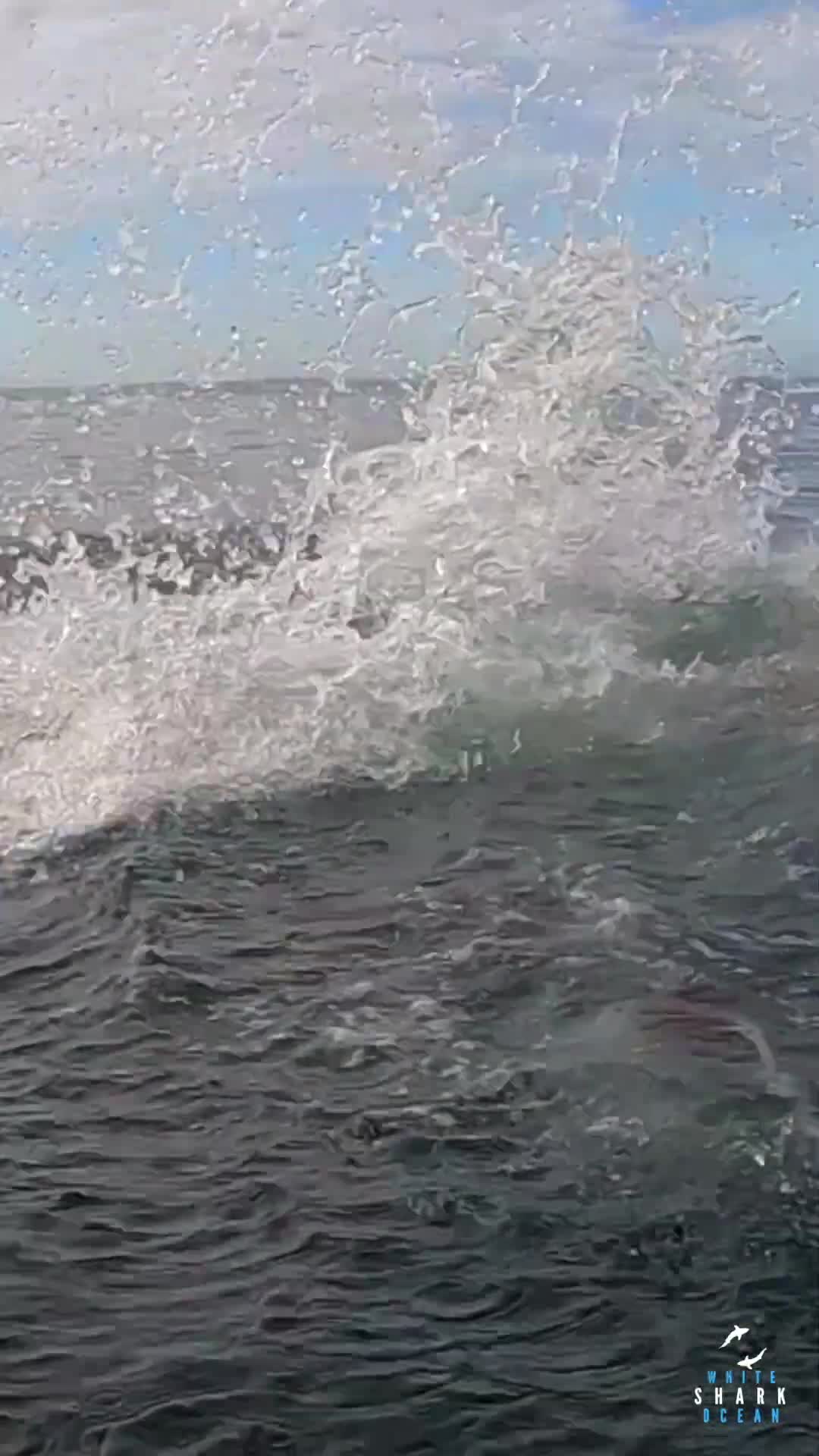 Big Great White Shark Breach!
