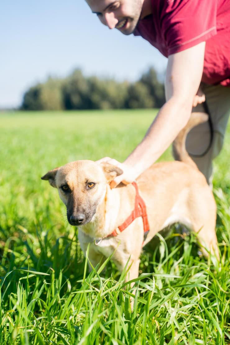 קר שם בחוץ: כלבים וחתולים מחפשים בית חם