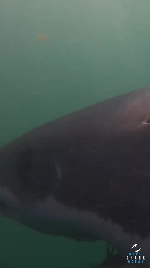 Great white skin scratches against the cage