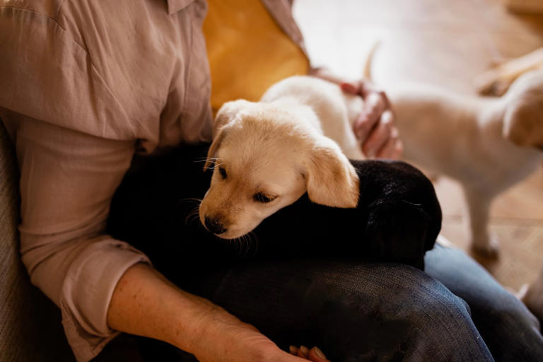Heartbroken golden pouts when he has to leave grandma's early and we ...