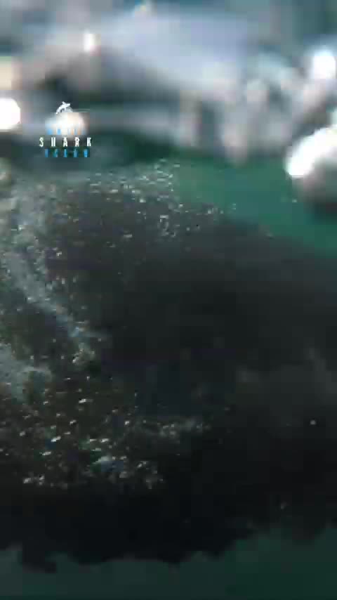 Great white shark coming up fast