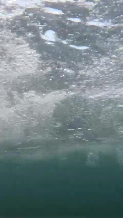 Tiff Taffs first great white cage dive