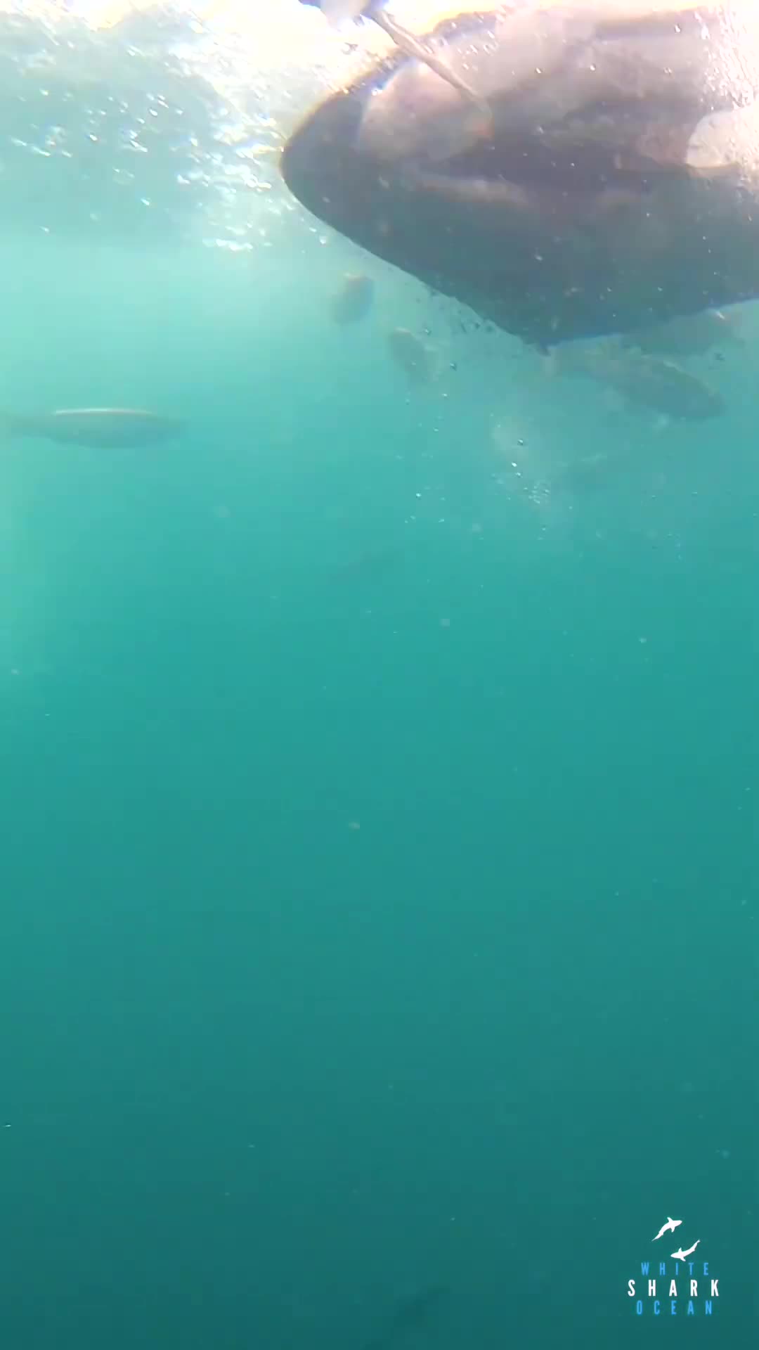 Great white shark comes back for second round