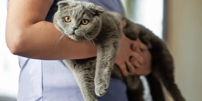 Faire ces gestes sur un animal pourrait bientôt vous exposer à une très ...