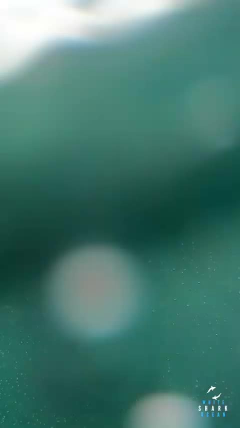 Great white shark head pops up from below the surface