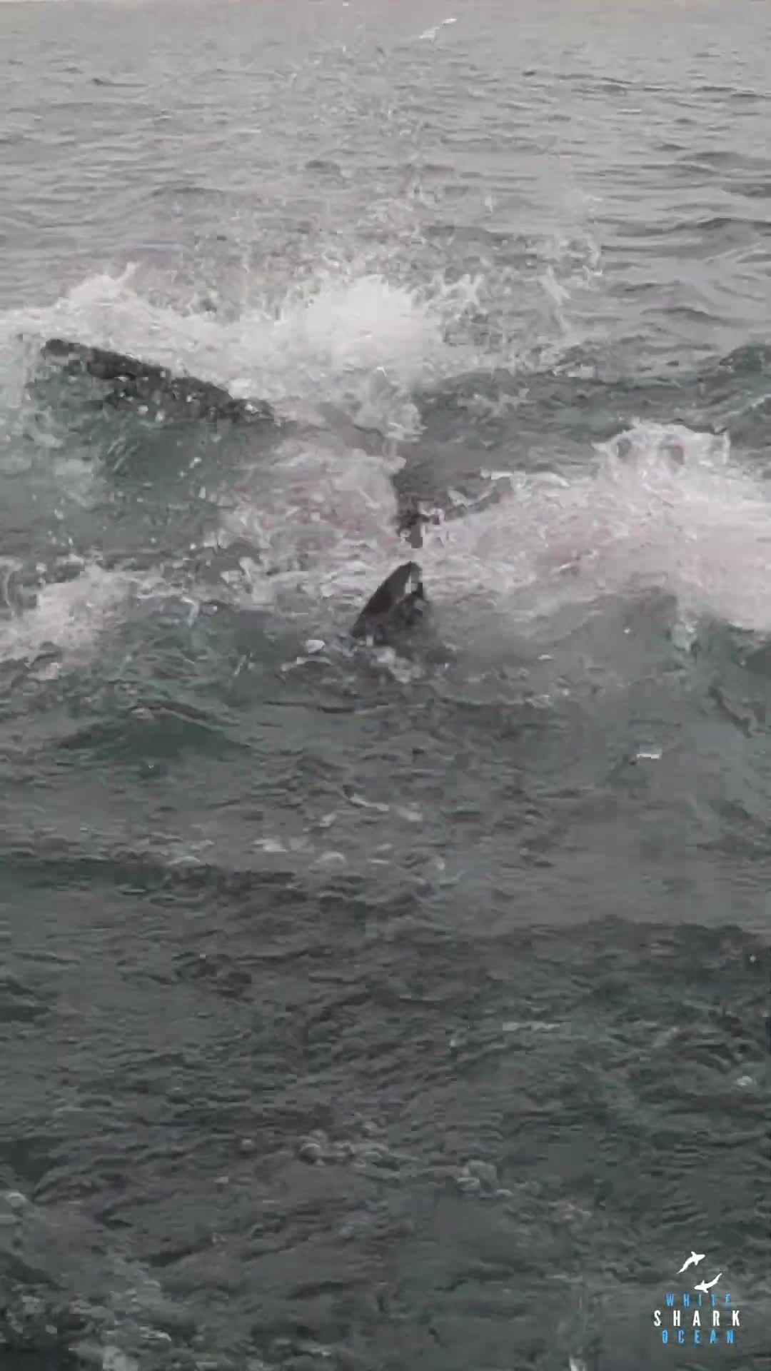 Great white breaching next to beach