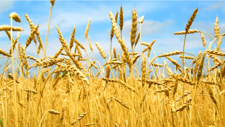 Which city is known as the wheat granary of India?