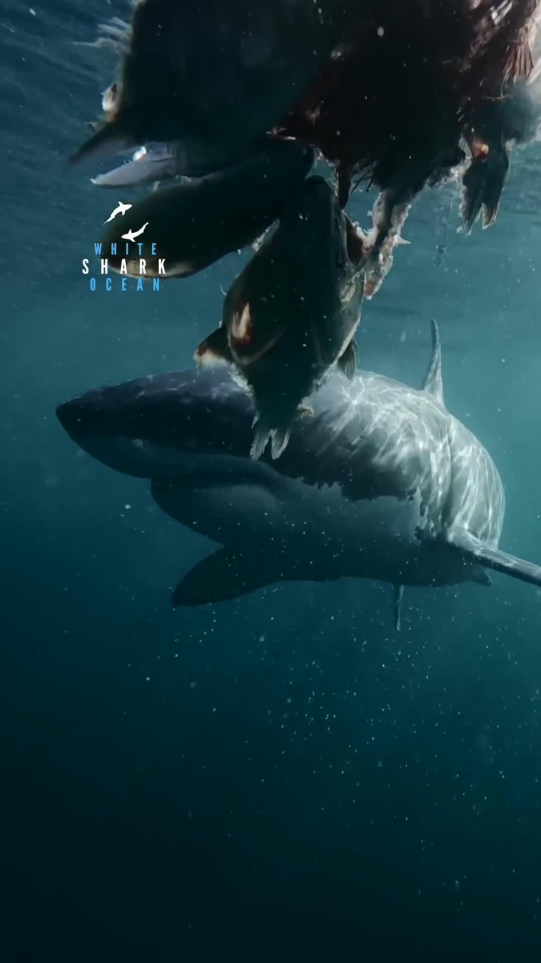 Great white shark winding her way towards us in New Zealand