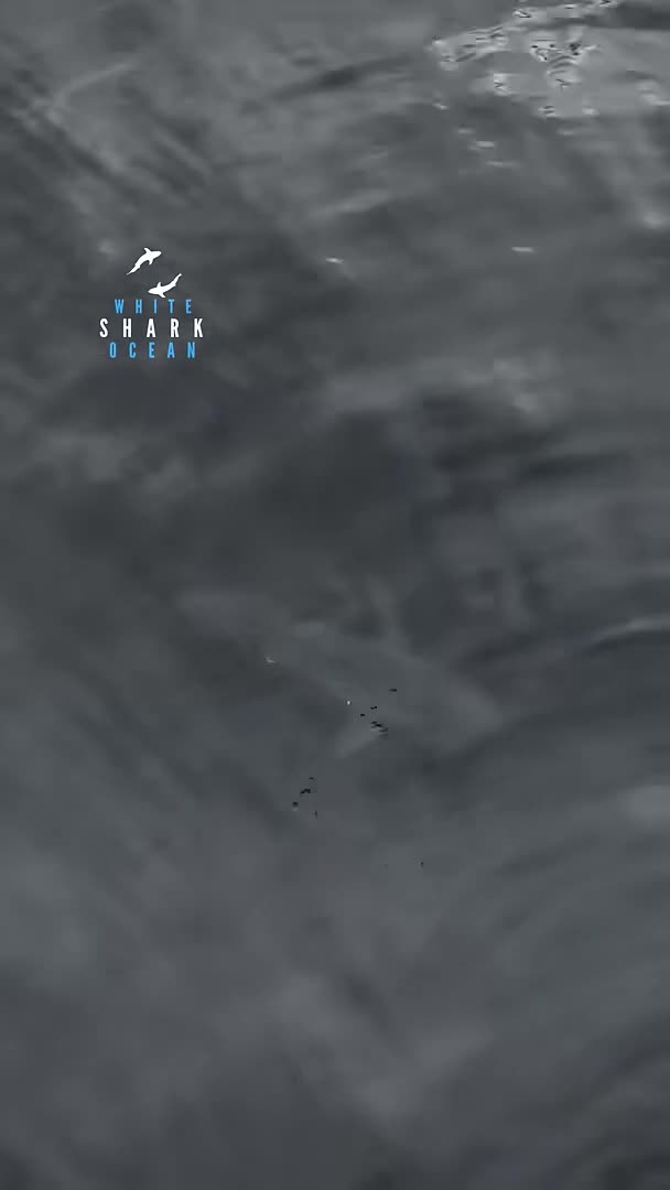 Great white shark diving