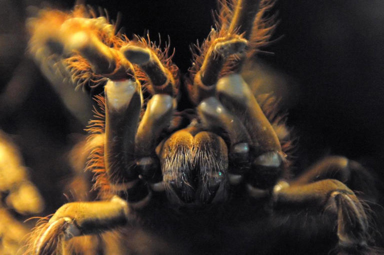 Die Goliath-Vogelspinne: Wie groß ist die größte Spinne der Welt?