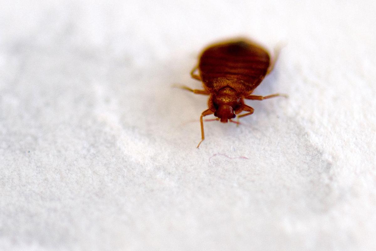 Bettwanzen: So bemerken Sie schnell einen Befall