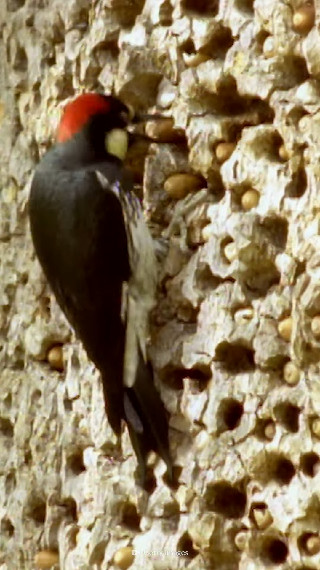 When evolution creates patterns humans instinctively avoid