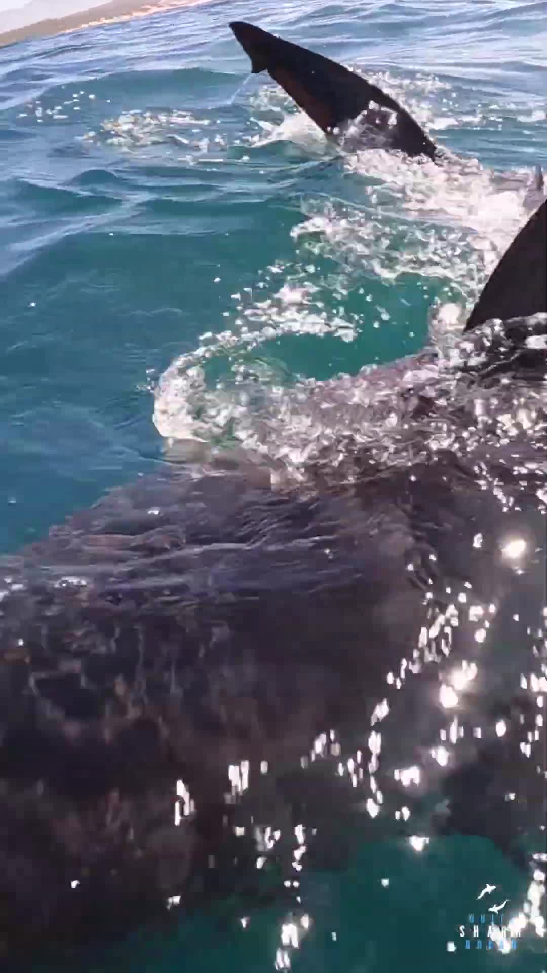 Huge Great White Dorsal Fin Cares The Surface