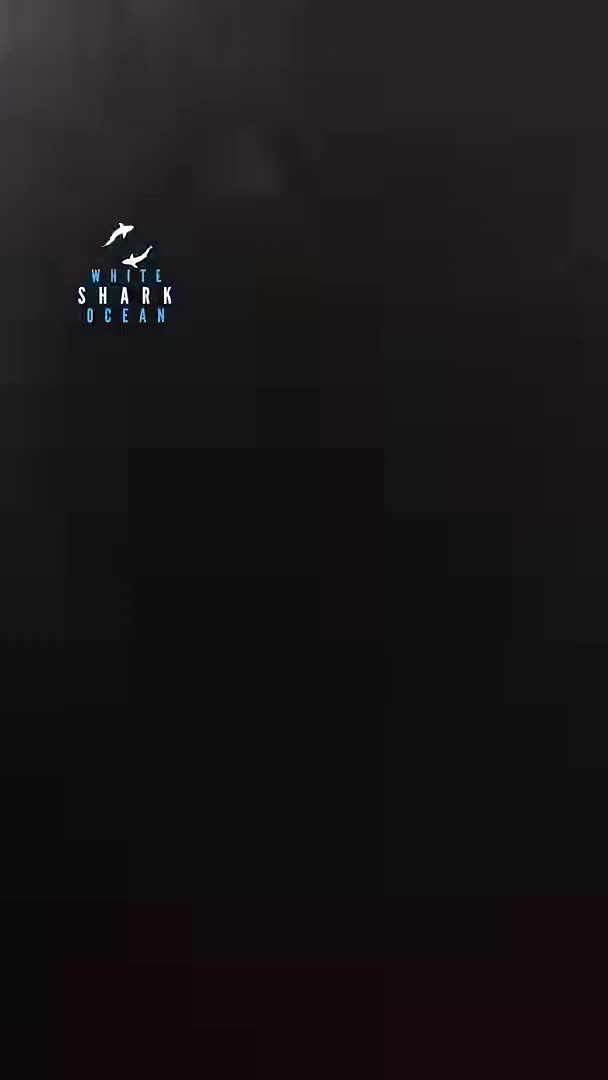 Great white keeps circling US