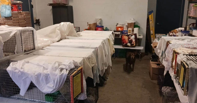Portage APL fixes, vaccinates 57 stray cats from trailer park to curb ...