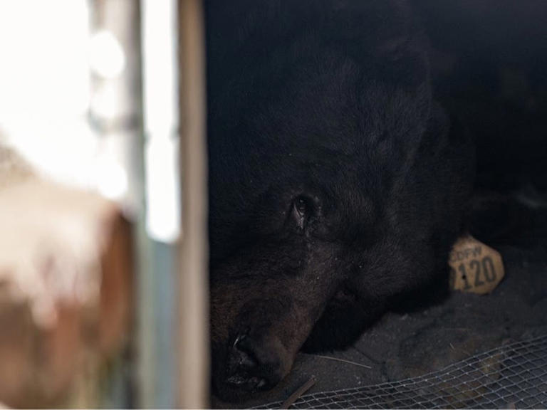 Bear finally evicted from LA County man's home