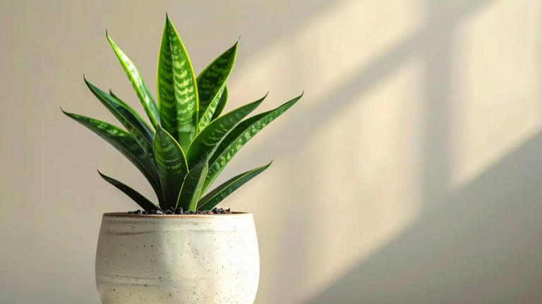 What is the best time to propagate snake plants from cutting?