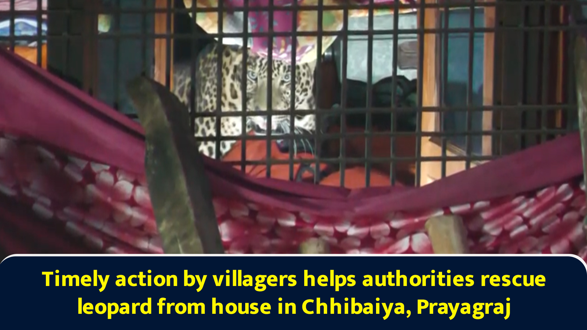 Timely action by villagers helps authorities rescue leopard from house ...