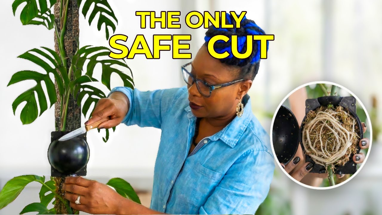 The safest way to chop your plant | Air layering for moss poles