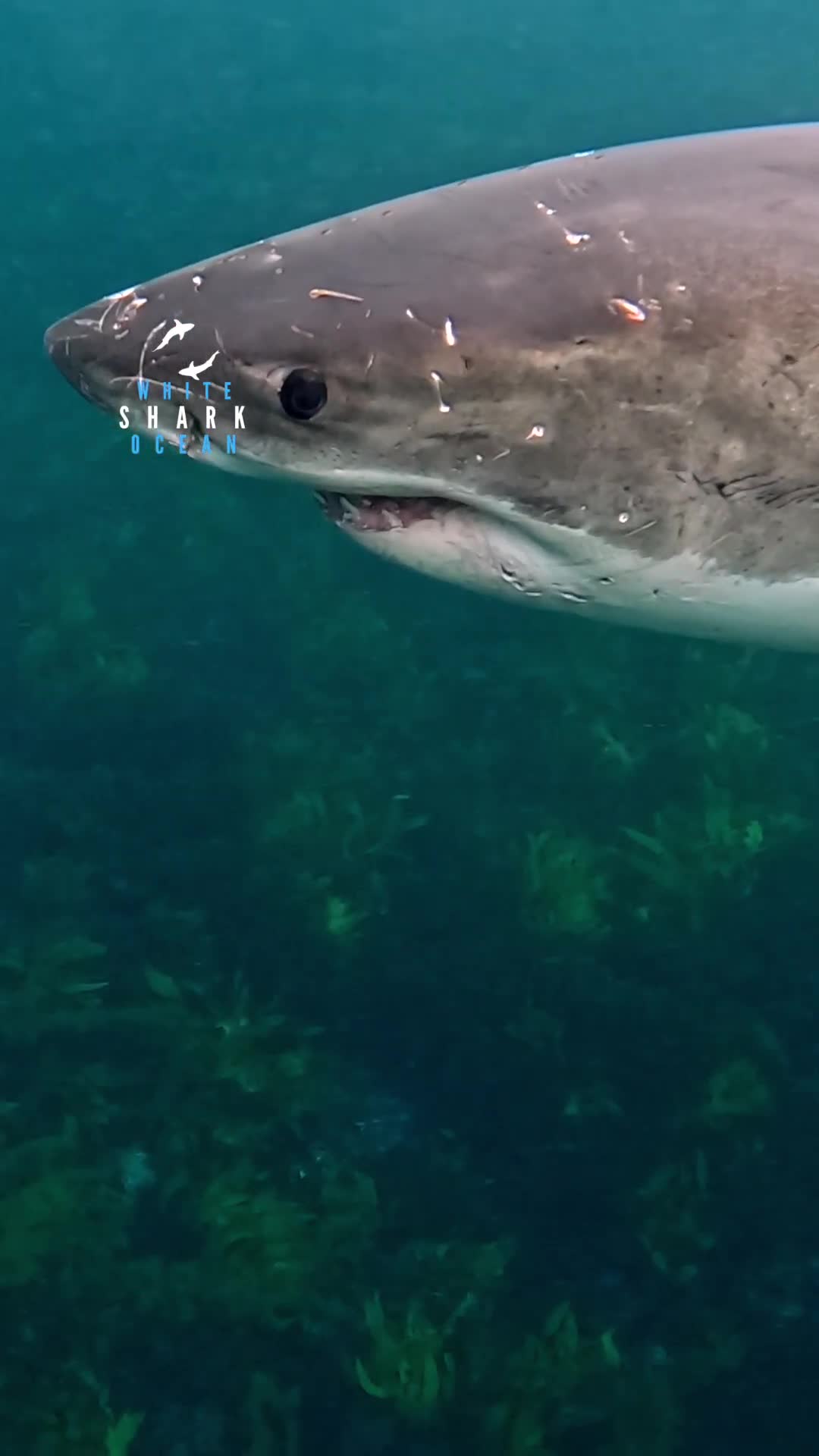 Great white shark suspended in the current saving energy on the sea floor