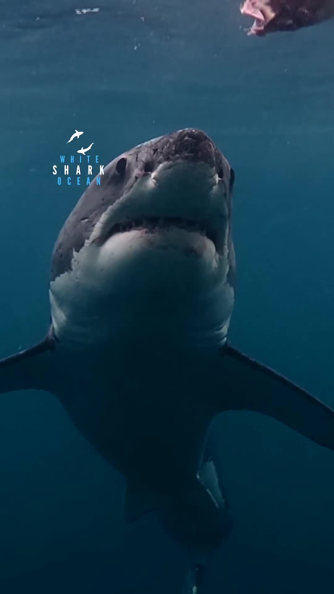 Great white shark rising towards the surface