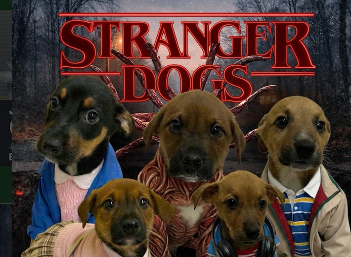 A história por trás dos 'Stranger Dogs': Como surgiu a campanha de ...