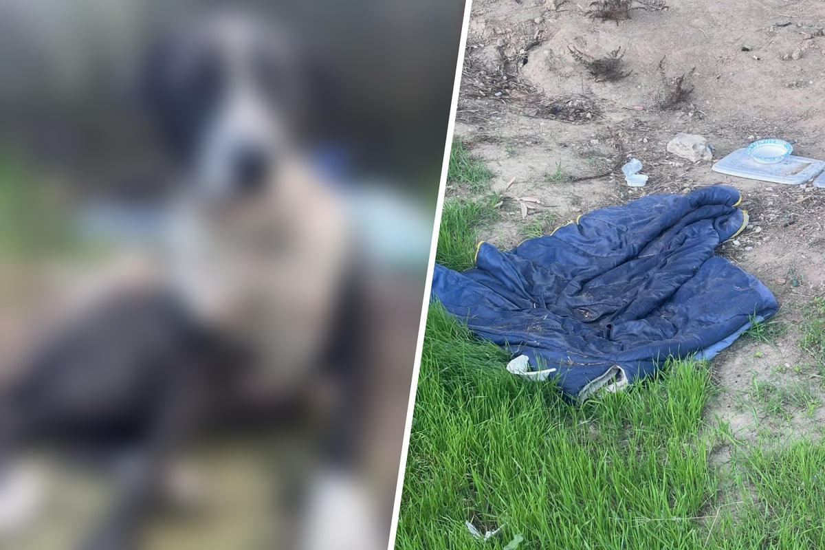 Abandoned dog is mistaken for garbage on the side of the road in ...