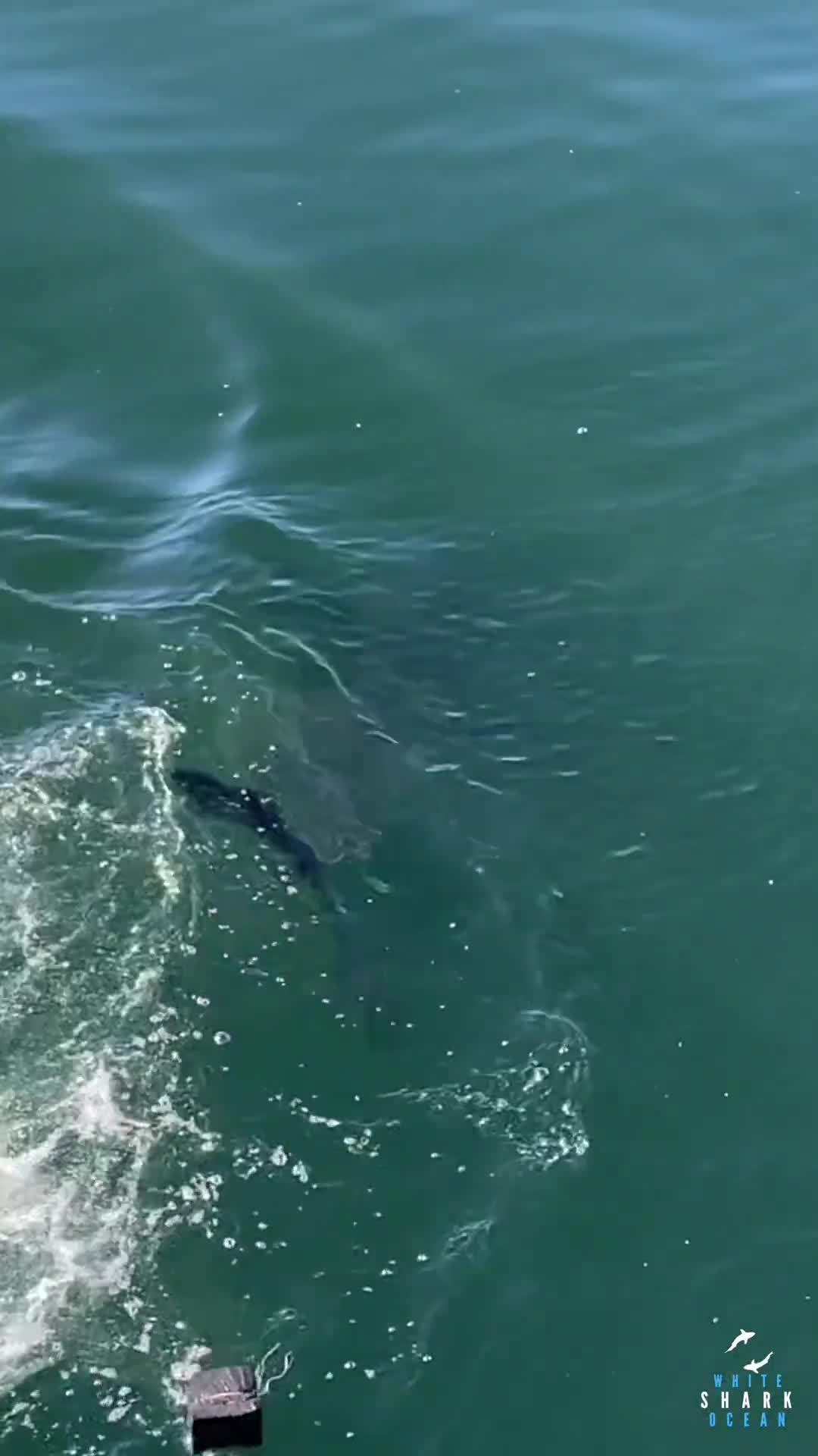 Lightning fast great white