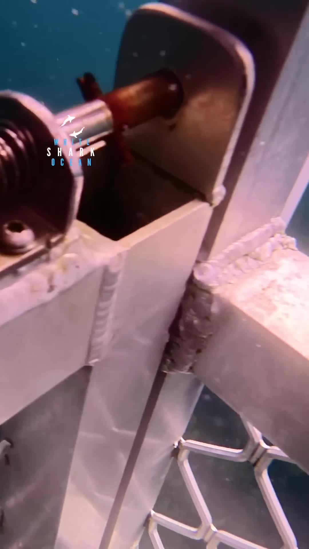 Lots of great white sharks cruising around the sea floor in New Zealand