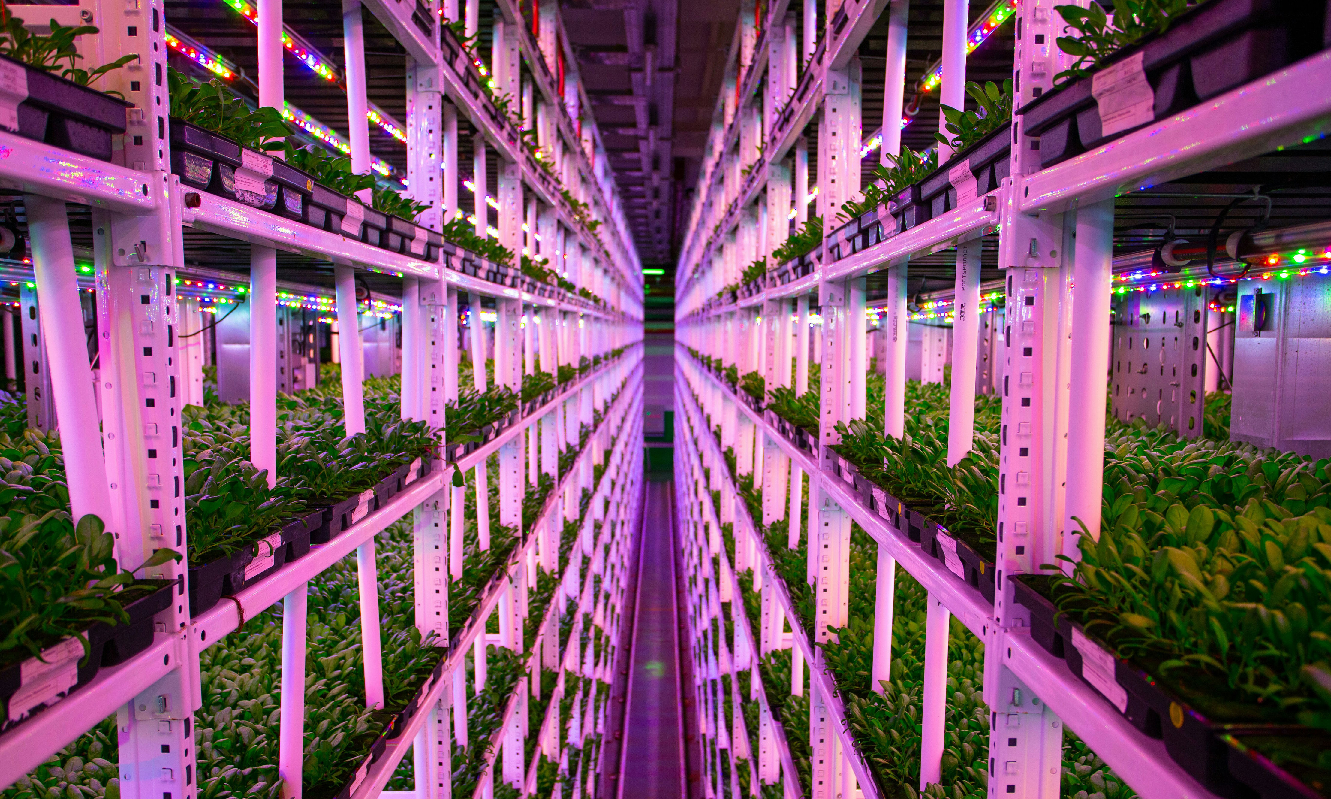 World's tallest indoor vertical farm opens in Singapore after 14 years