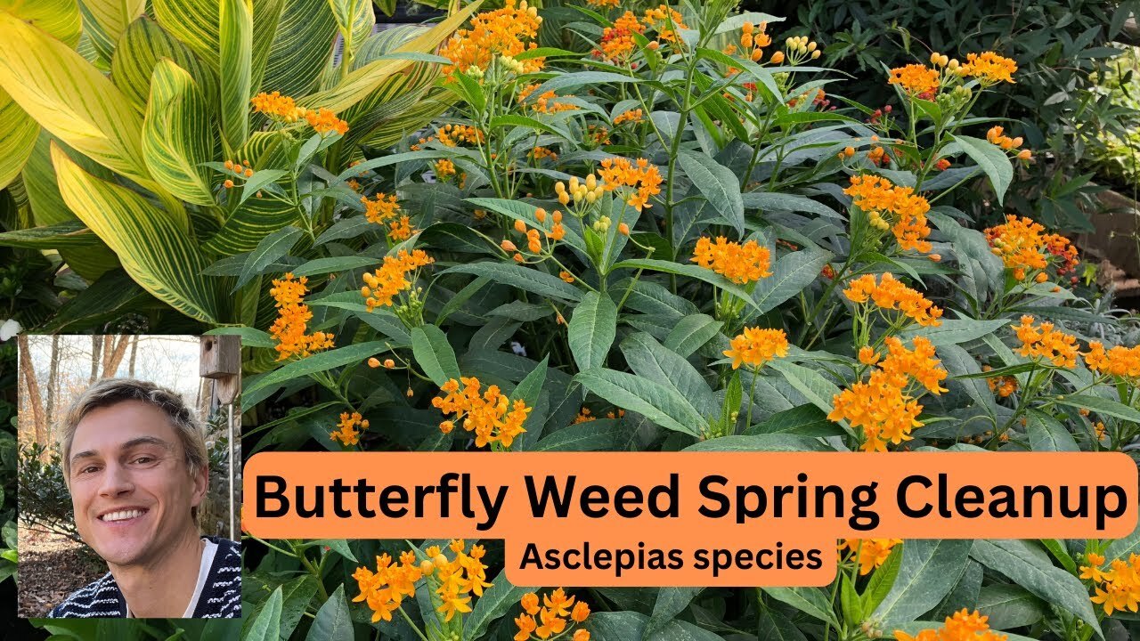 Butterfly weed Asclepias spp. spring plant preparation