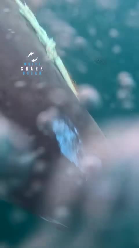 Great white shark ambushed us from under the cage