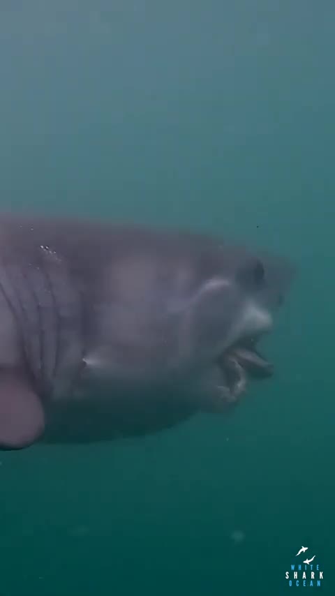 Great white shakes her food