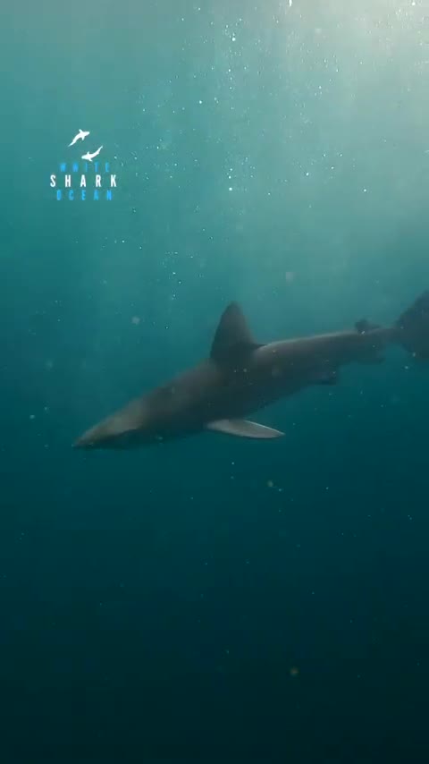 Shark comes to investigate bait ball sardine run