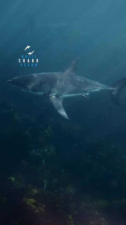 Multiple great whites cruising slowly around the sea floor