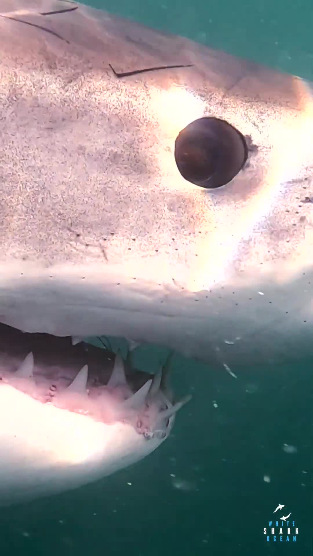 Great White Shark Close Look