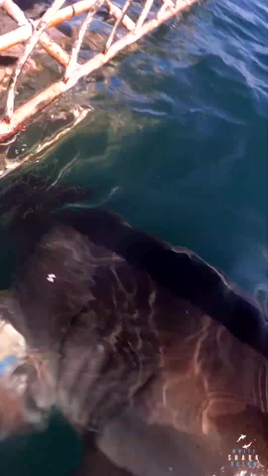 Great white shark powerful jaws in action