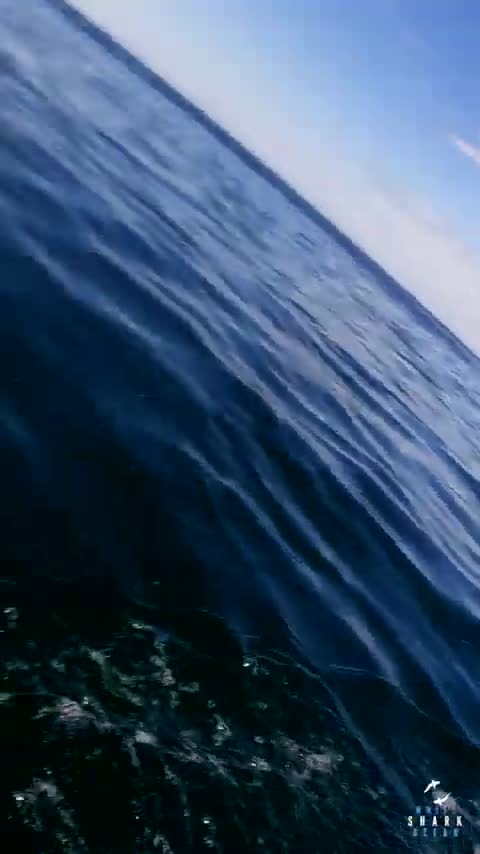 Great white shark has two teeth missing