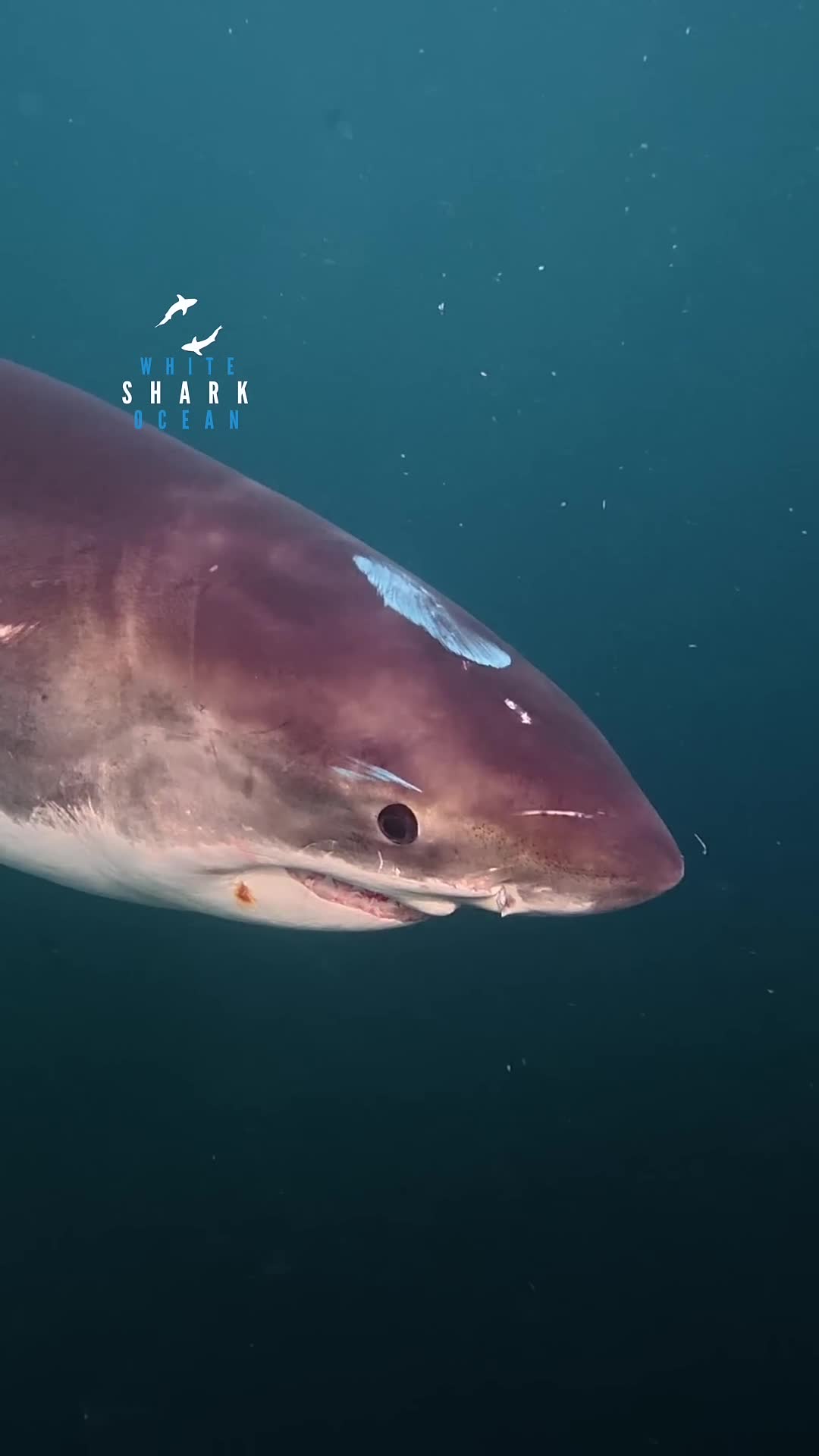 Great White Shark With War Paint On