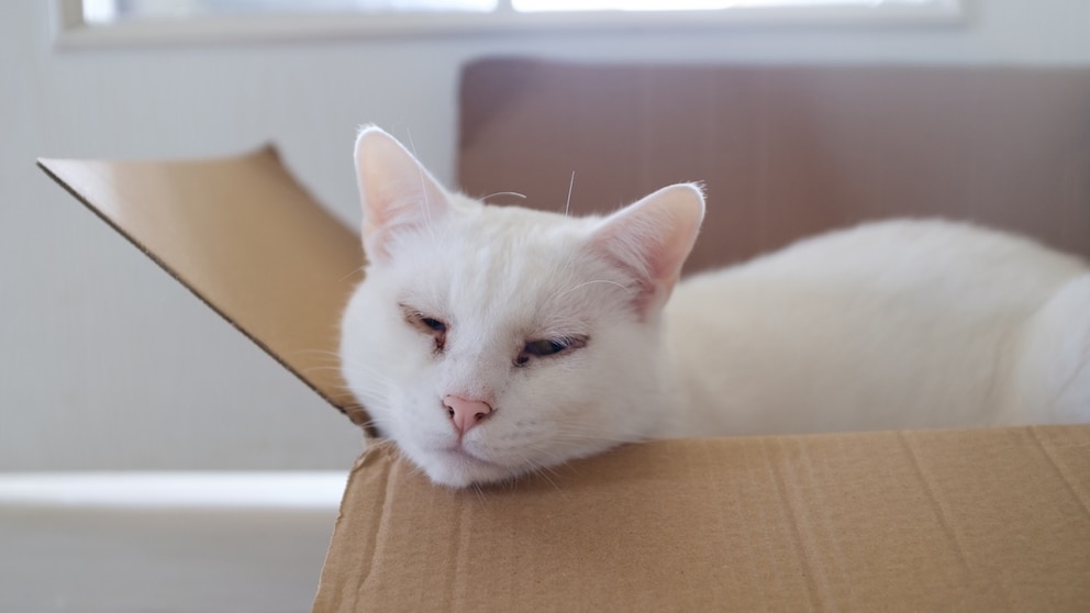 Dark discharge in a cat’s eye? Causes and when to see a vet