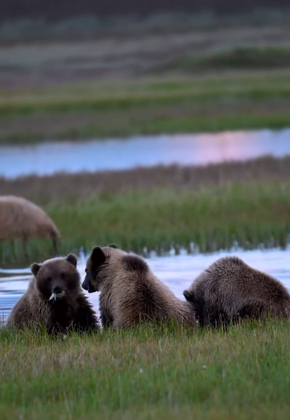 Bear cubs enjoying dinner by the river while mom keeps watch